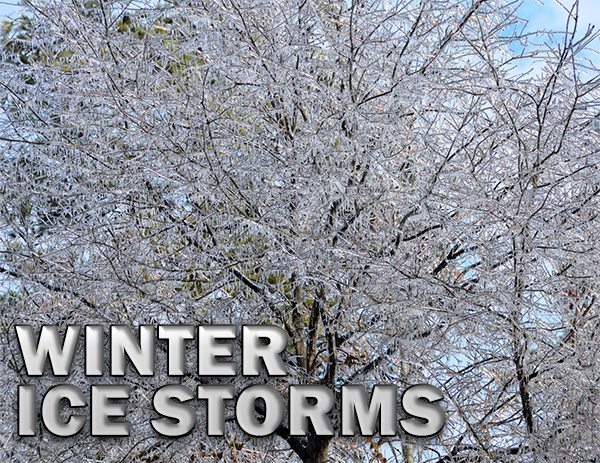 Tree Recovery from Ice | ArborTech Tree Service