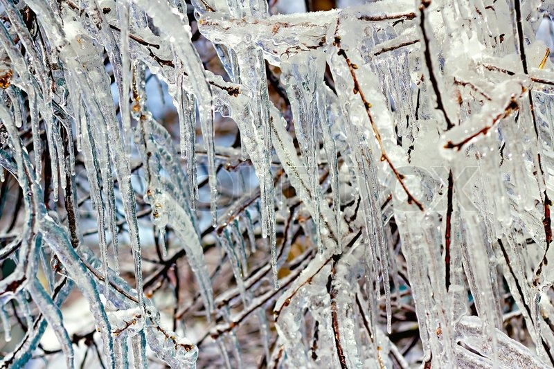 Preparing Trees for Ice | ArborTech Tree Service