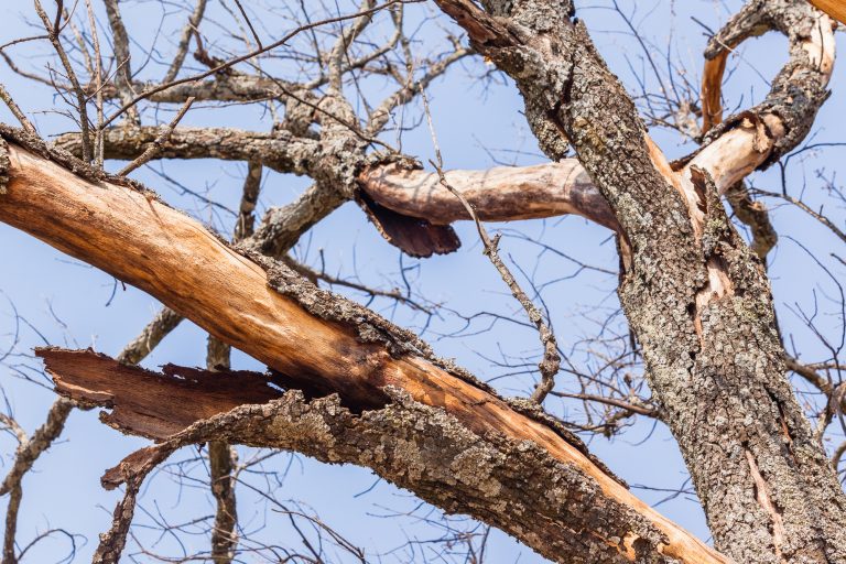 How to Save a Dying Tree: The Steps to Take | ArborTech Tree Service