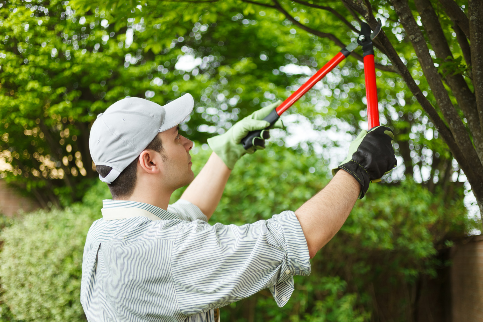Tree Pruning- 7 Reasons Why Your Property Needs It | ArborTech Tree Service