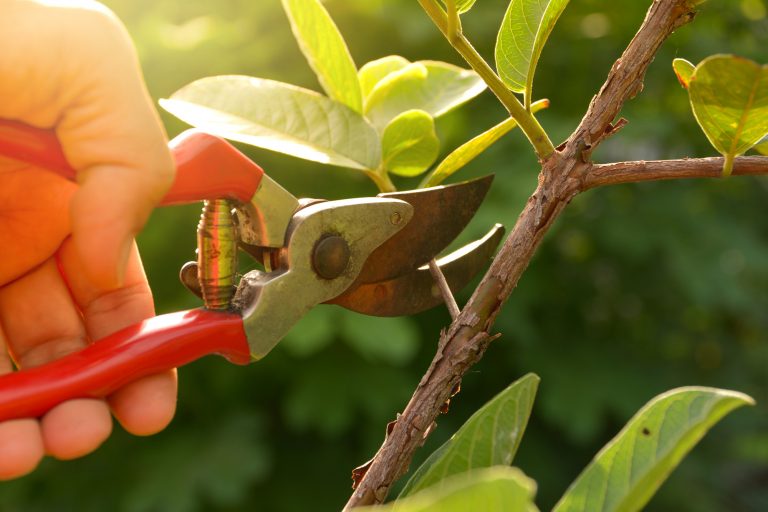 Top Tree Trimming Tips That You Should Know About | ArborTech Tree Service