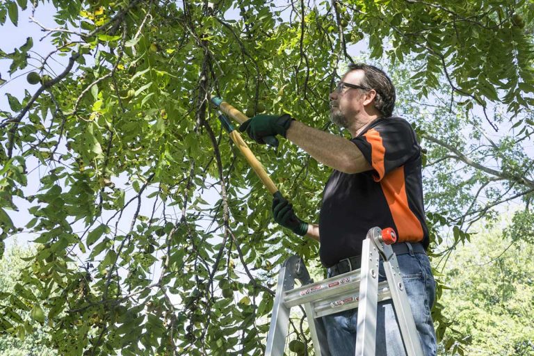 Tree Pruning Do’s and Don’ts | ArborTech Tree Service