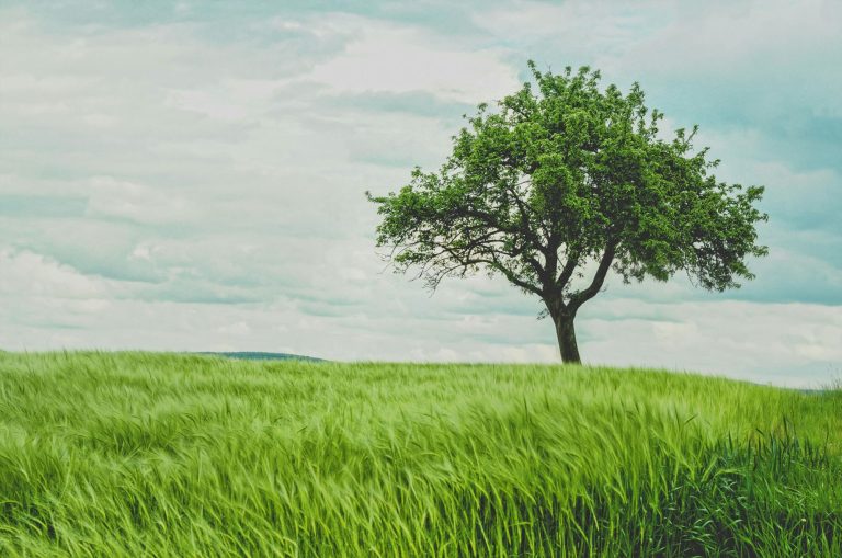Low Maintenance to Pests: Understanding Cedar Elm Tree Pros and Cons